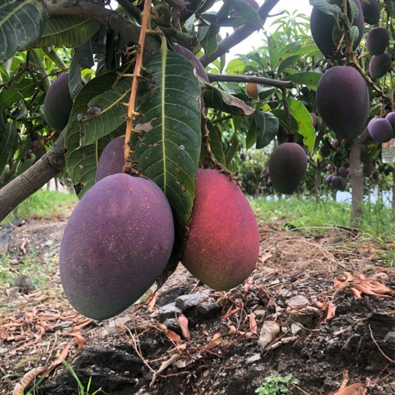 Caja Mango Irwin a domicilio - Huerta Tropical - Fruta online